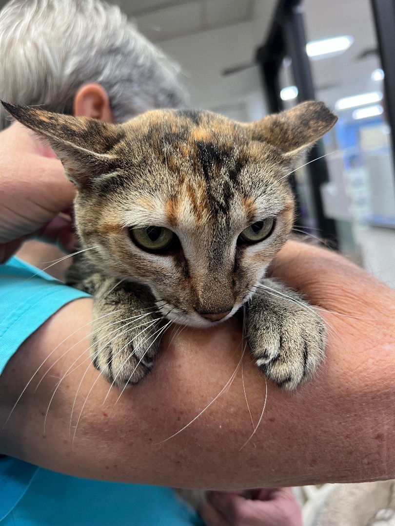 Cat for adoption - Maggie Mae Manx, a Manx in Bradenton, FL | Petfinder