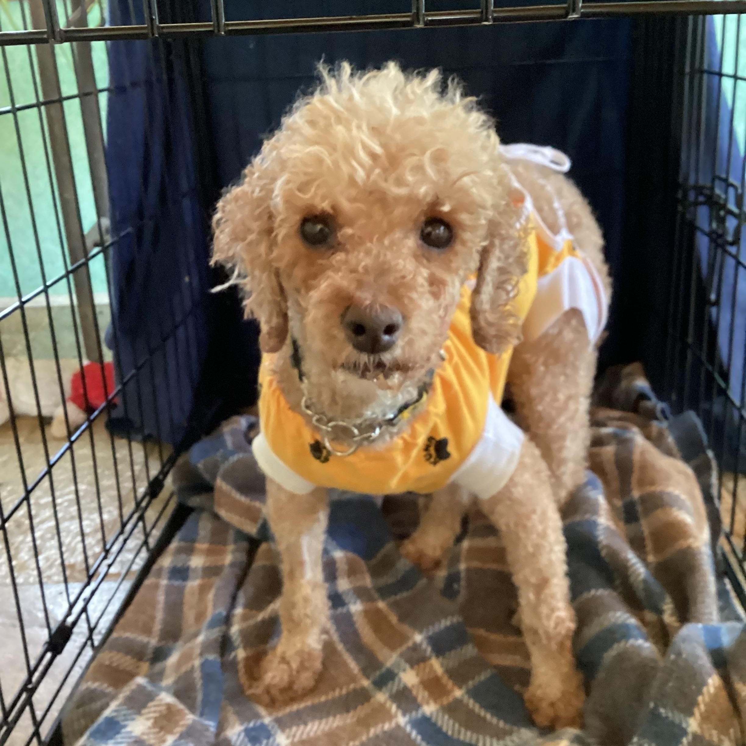 Dog for adoption - Wesley, a Miniature Poodle in Hawkestone, ON | Petfinder