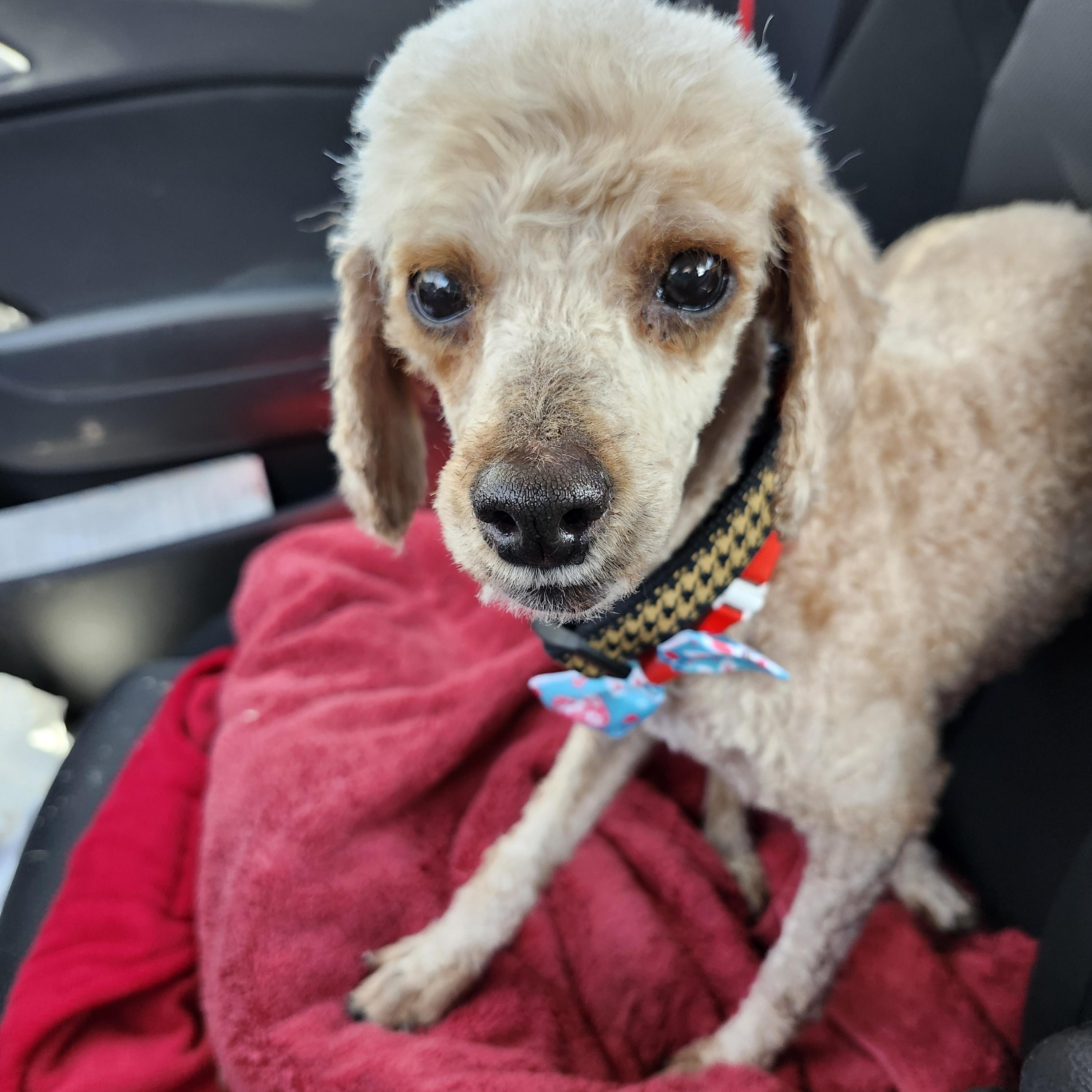Dog for adoption - Wesley, a Miniature Poodle in Hawkestone, ON | Petfinder
