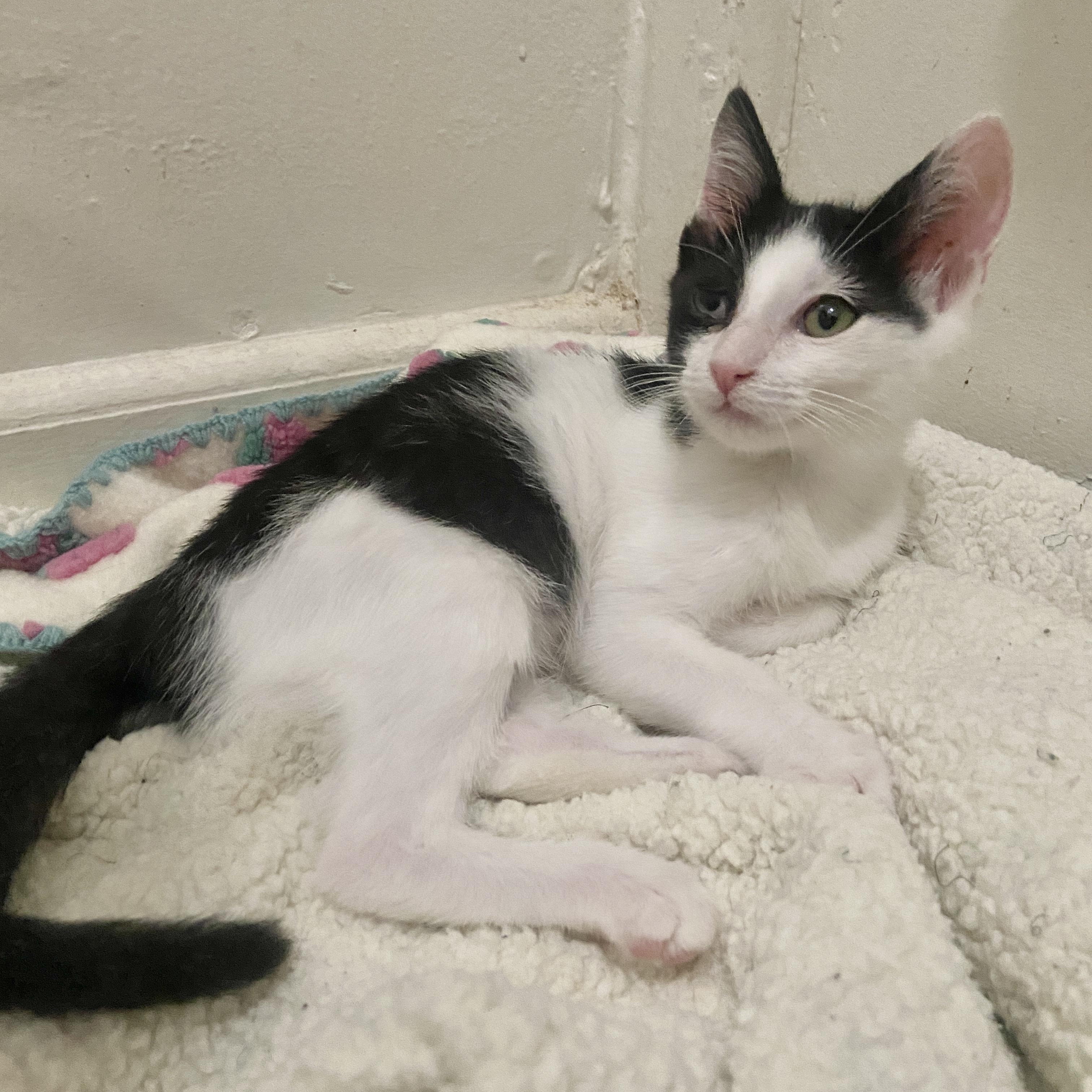 Cat for adoption - Dolly and Cowgirl, a Domestic Short Hair in Los ...