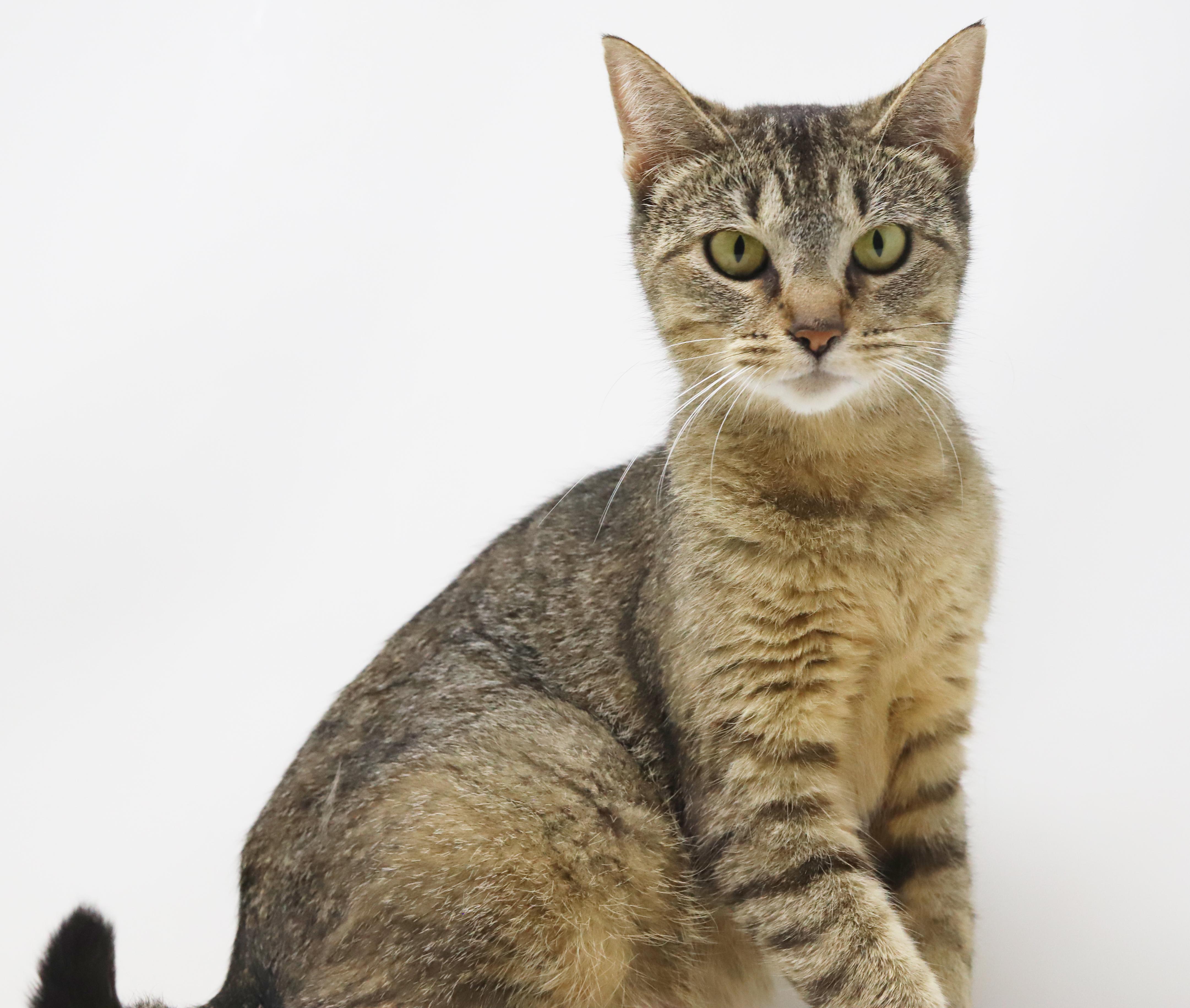 Cat for adoption - Pepper- can she be any prettier or sweeter?!!, an Abyssinian & Tabby Mix in ...