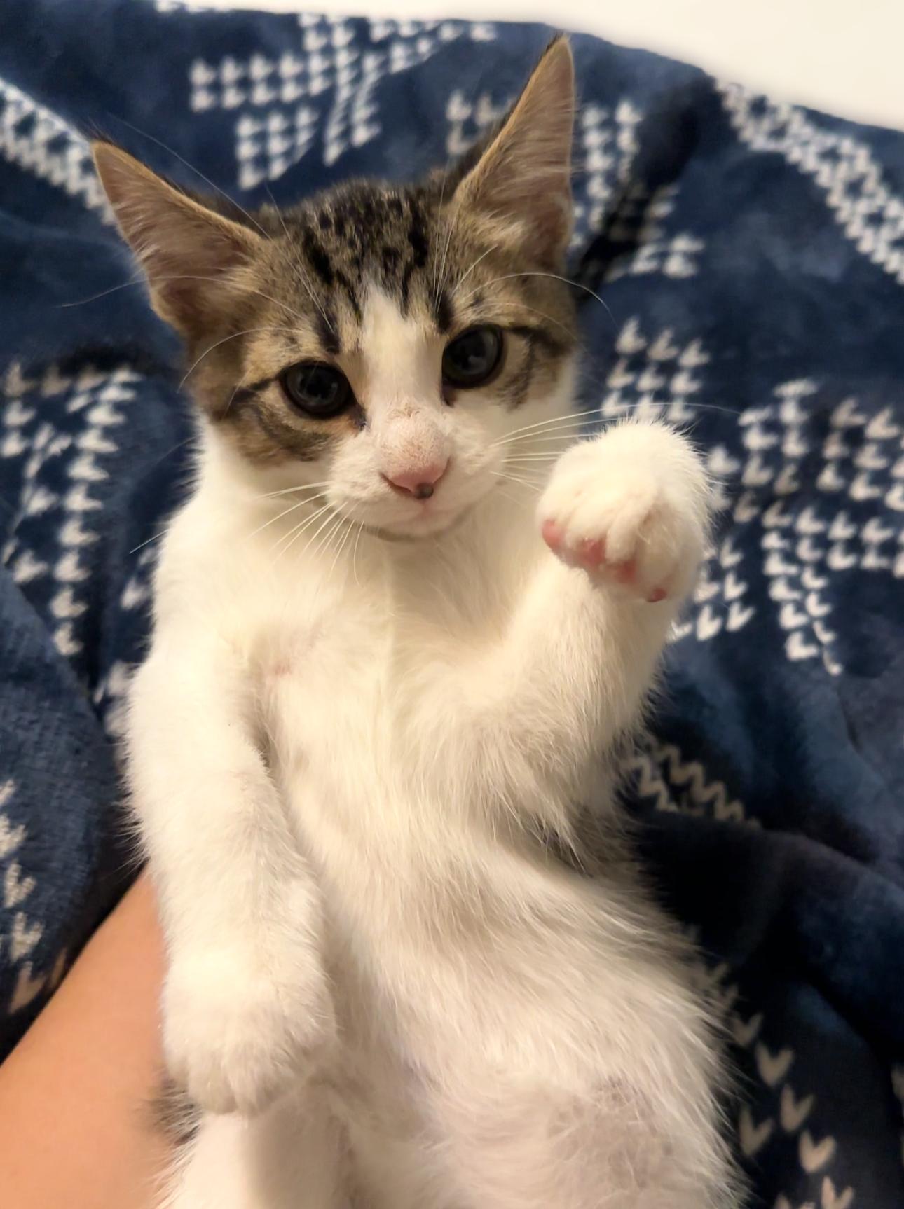 Cat for adoption - Koa, a Domestic Short Hair in CHEEKTOWAGA, NY ...