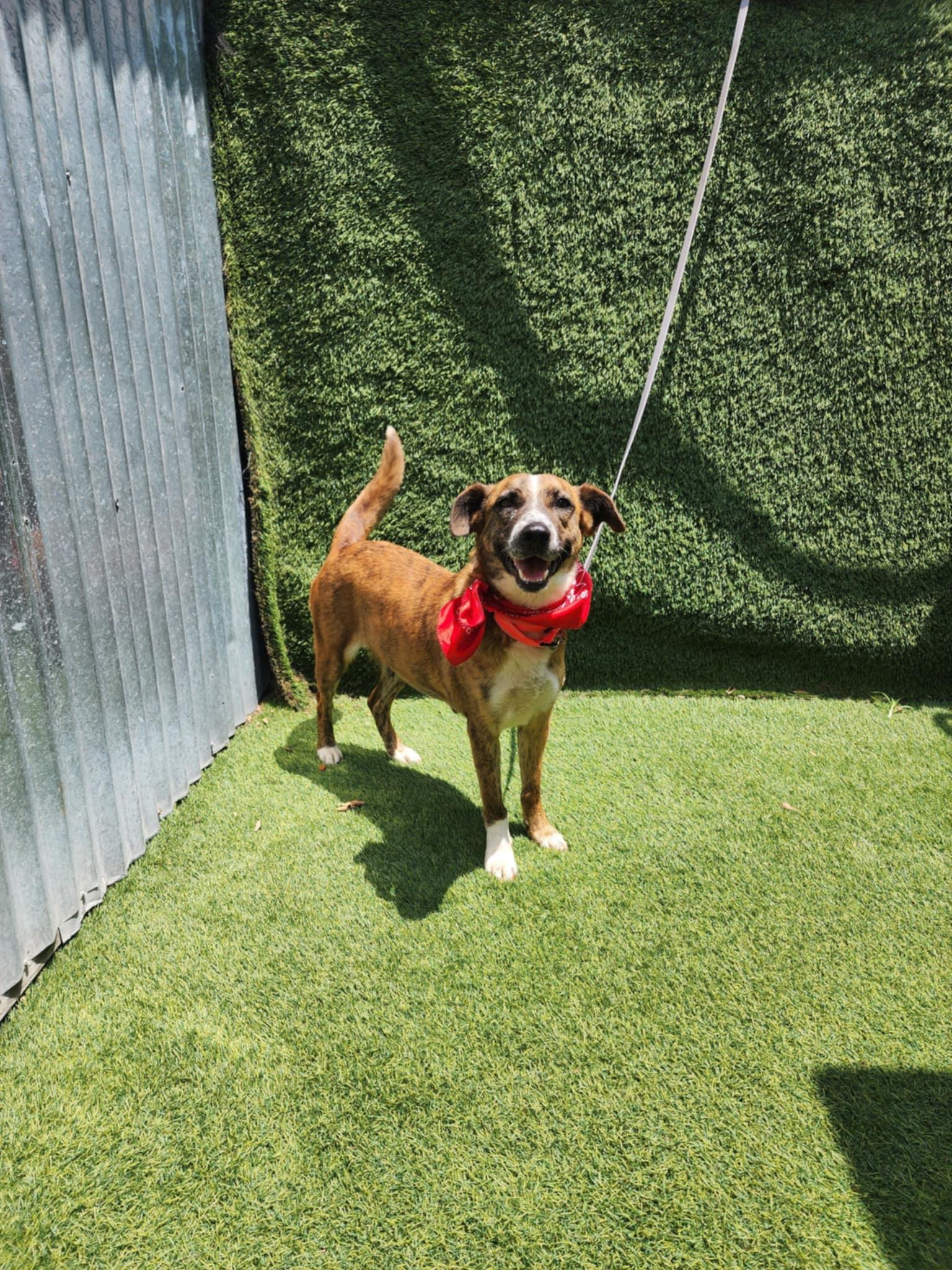 Dog for adoption - Nala, a German Shepherd Dog Mix in Portland, OR ...