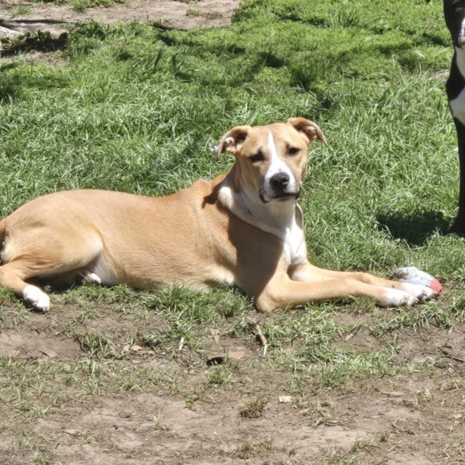 Dog for adoption - Frank, a Labrador Retriever & American Staffordshire Terrier Mix in ...