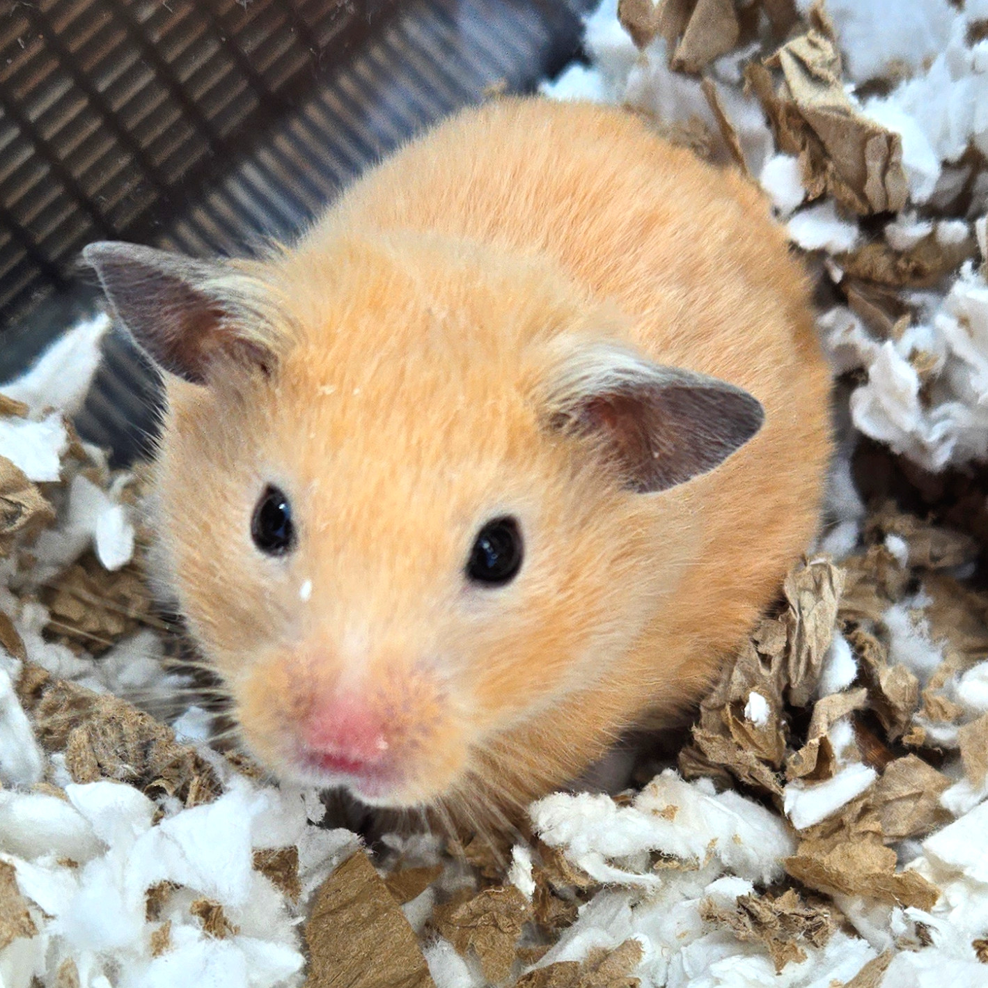 Hamster for adoption - Alexander, a Hamster in Boyertown, PA | Petfinder