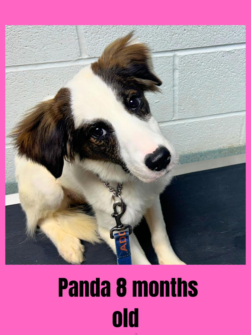 Dog for adoption - Panda, a Mixed Breed in Ravenna, OH | Petfinder