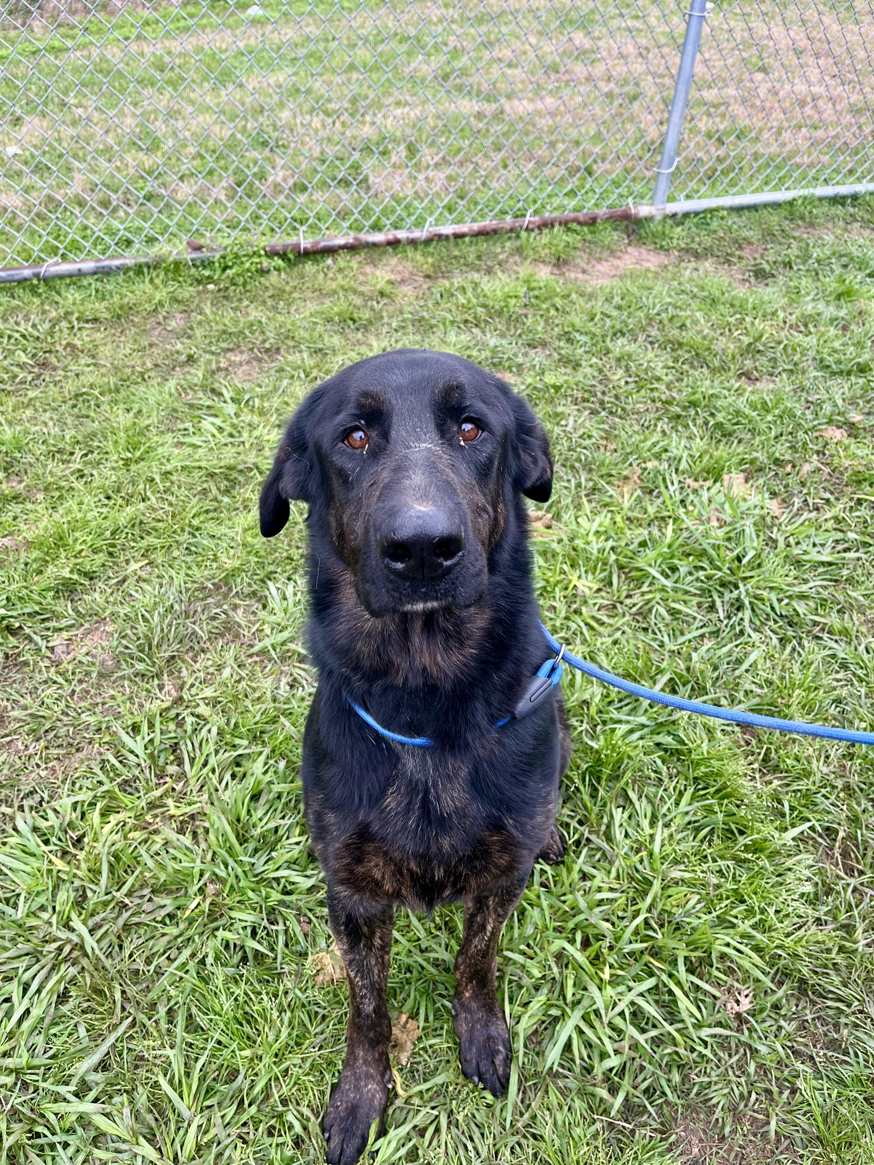 Dog for adoption - Altair, a Black Labrador Retriever in Bensalem , PA ...