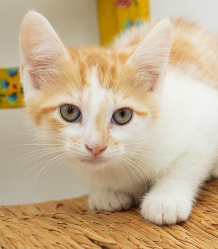 Cat for adoption - Bingo is his name-o and so much more! TINY WEENY ...