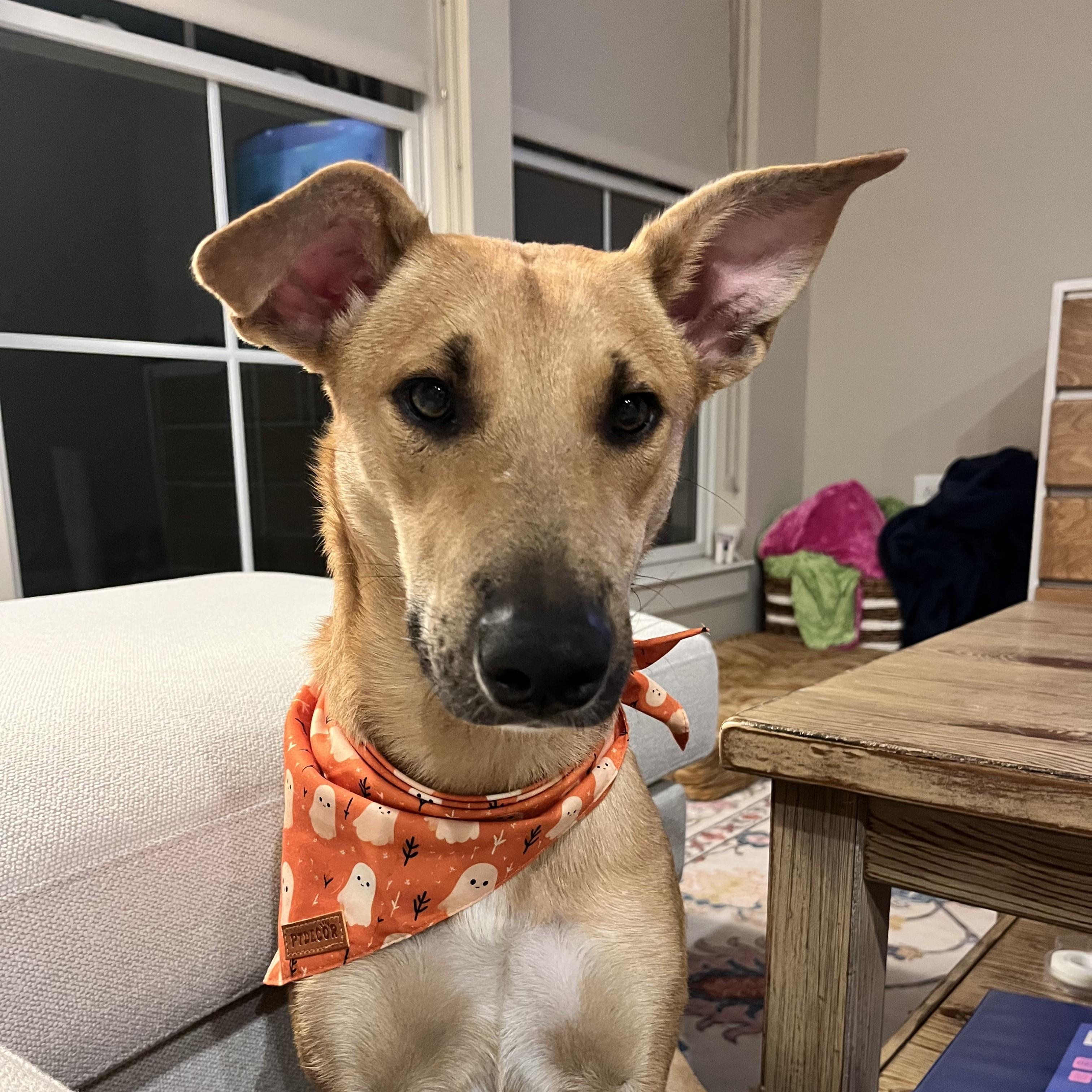 Dog for adoption - Uniqua, a Labrador Retriever Mix in Providence, RI ...