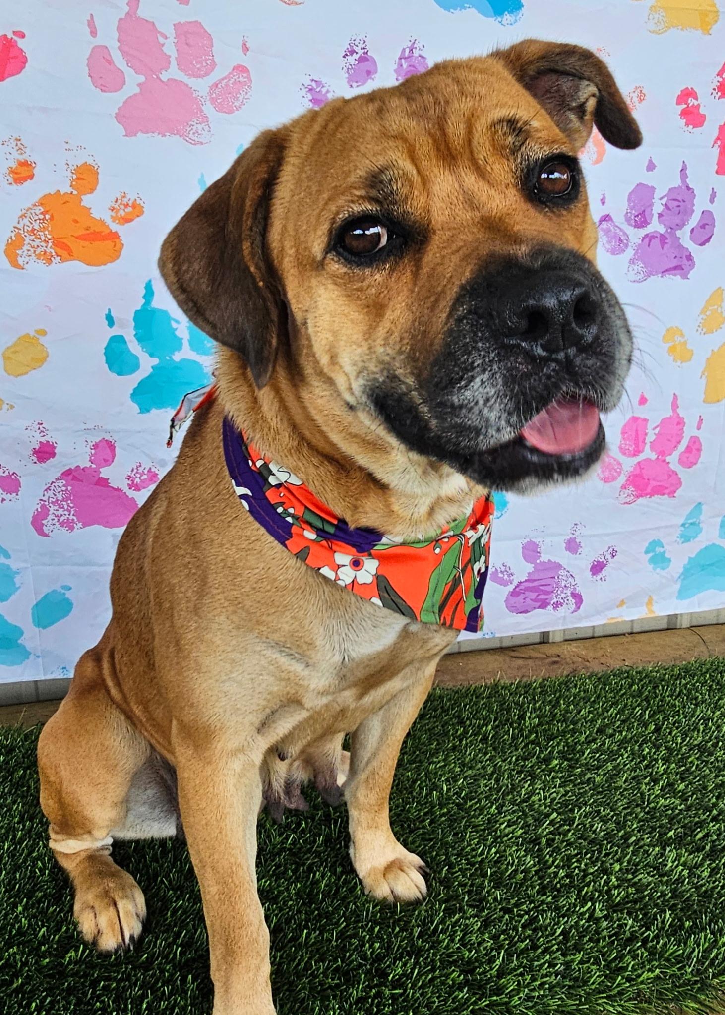 Dog for adoption - Bessie Boopsie, a Boxer Mix in Willington, CT ...