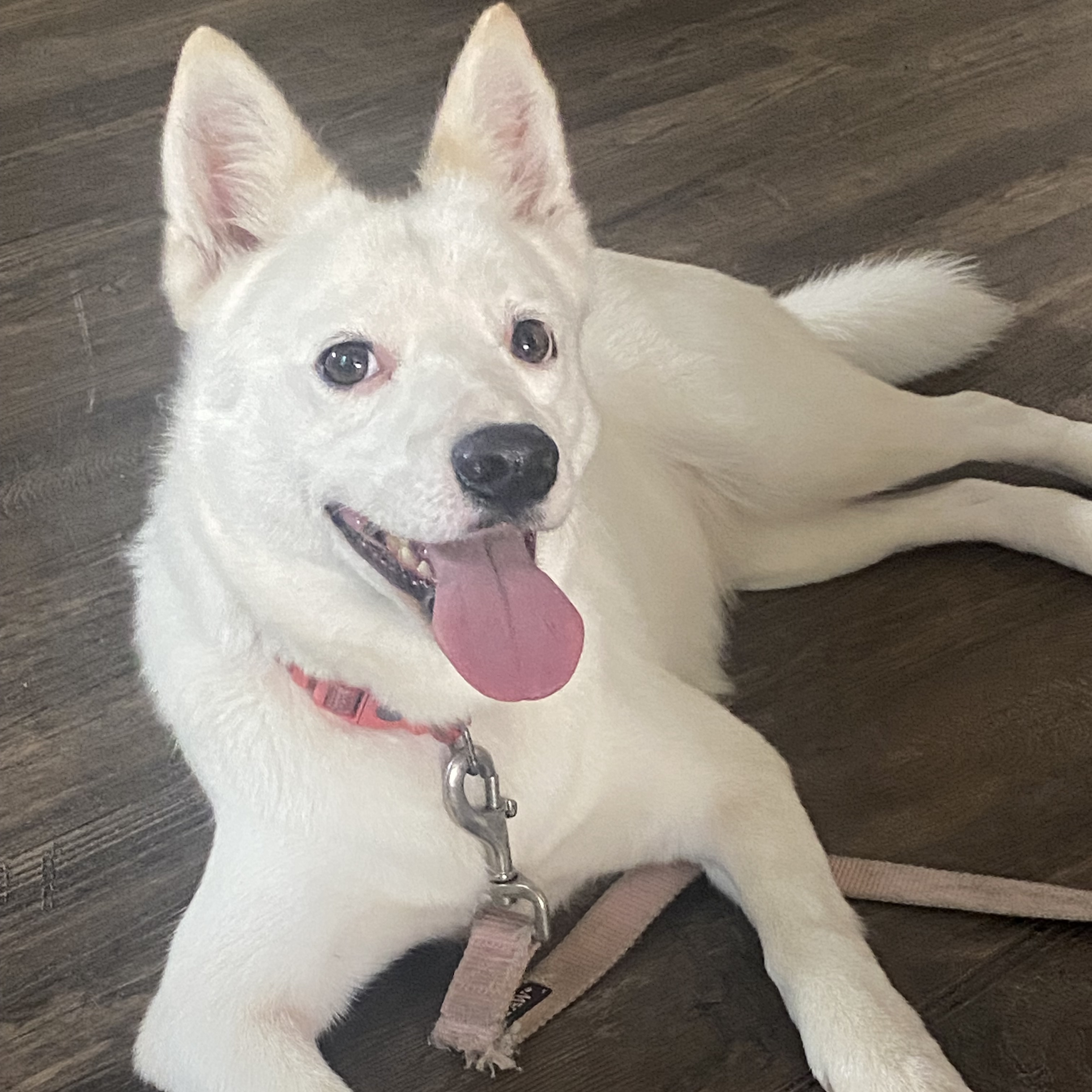 Dog for adoption - Snowflake*, a Mixed Breed in Providence, RI | Petfinder