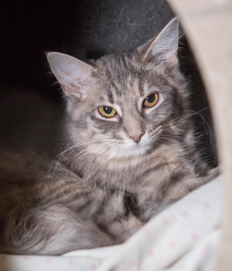 Cat for adoption - Sparkle, a Domestic Short Hair in Paramus, NJ ...