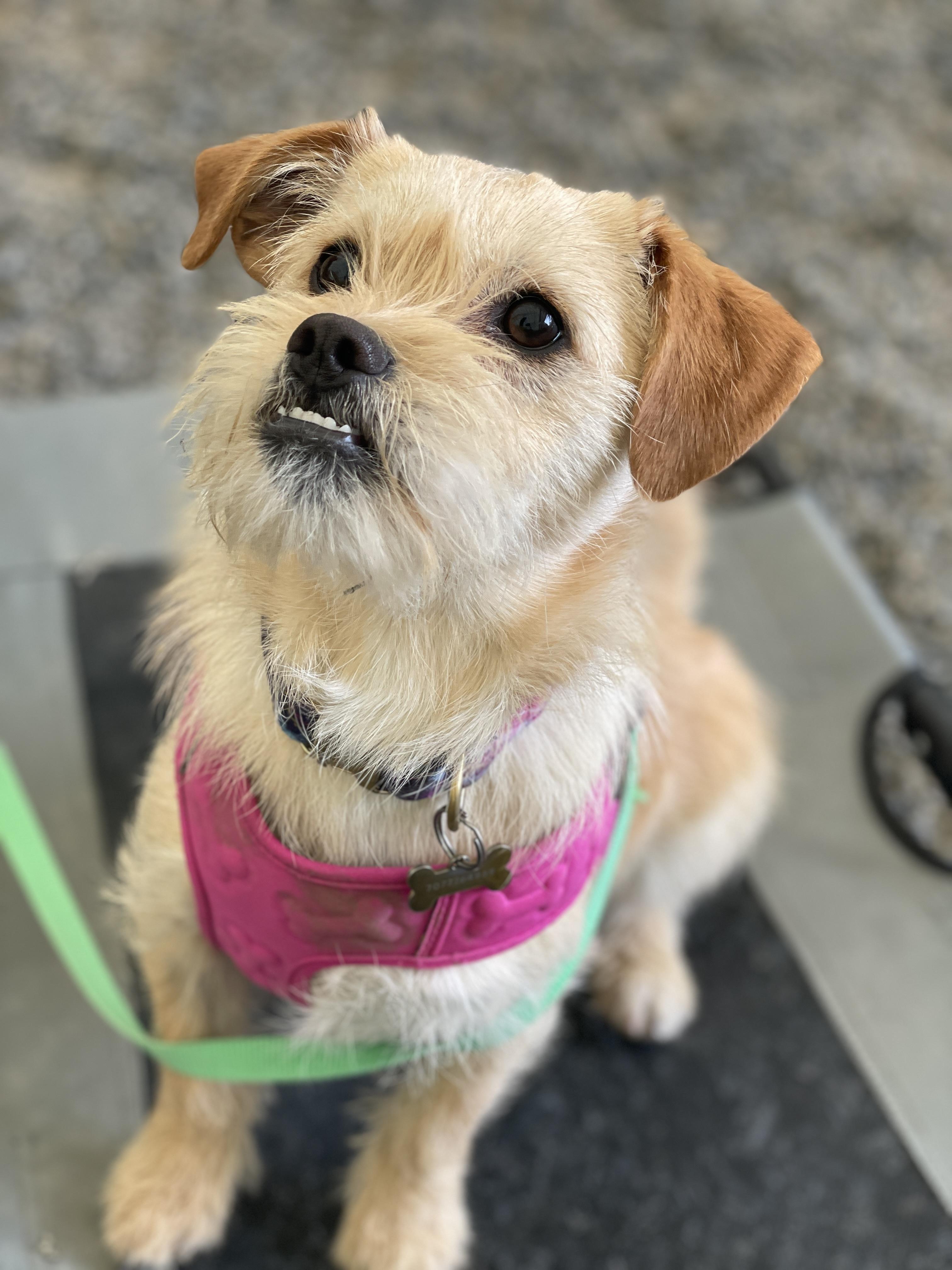 Available Animals – Azaya Ranch Sanctuary