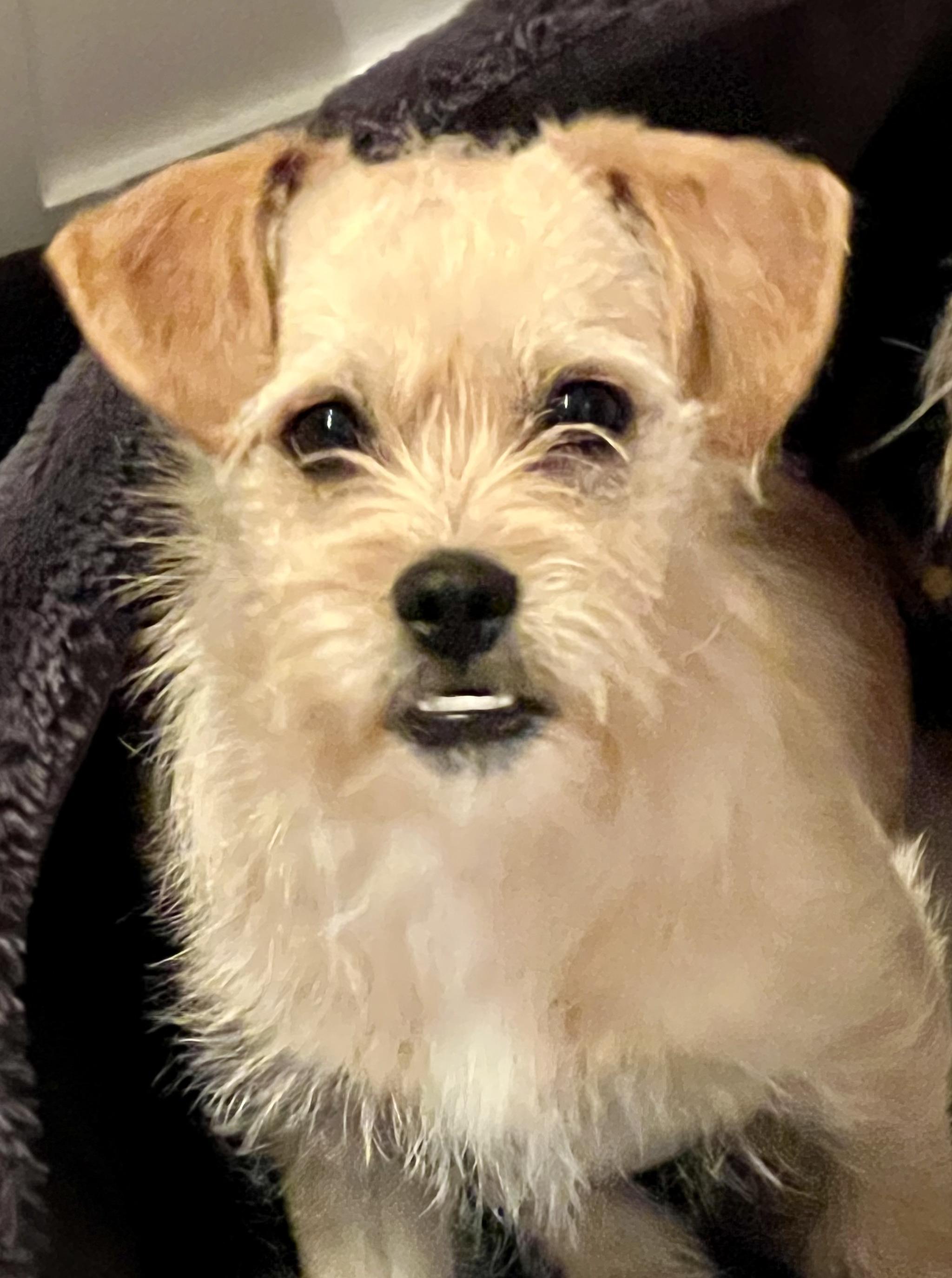 Available Animals – Azaya Ranch Sanctuary