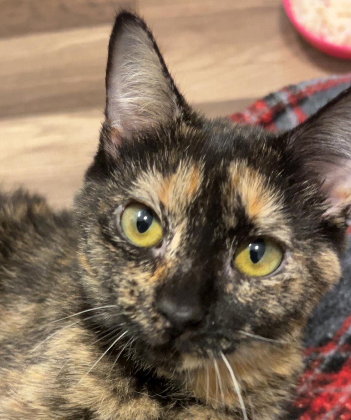 Available Cats and Kittens - Johnston County Animal Protection League ...