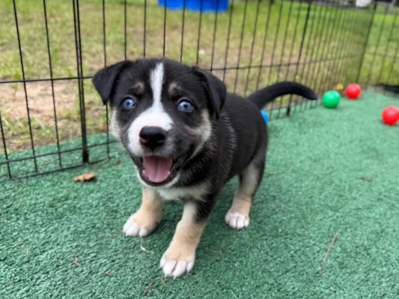 Dog for adoption - Steven Tyler Eighties, an Australian Shepherd ...