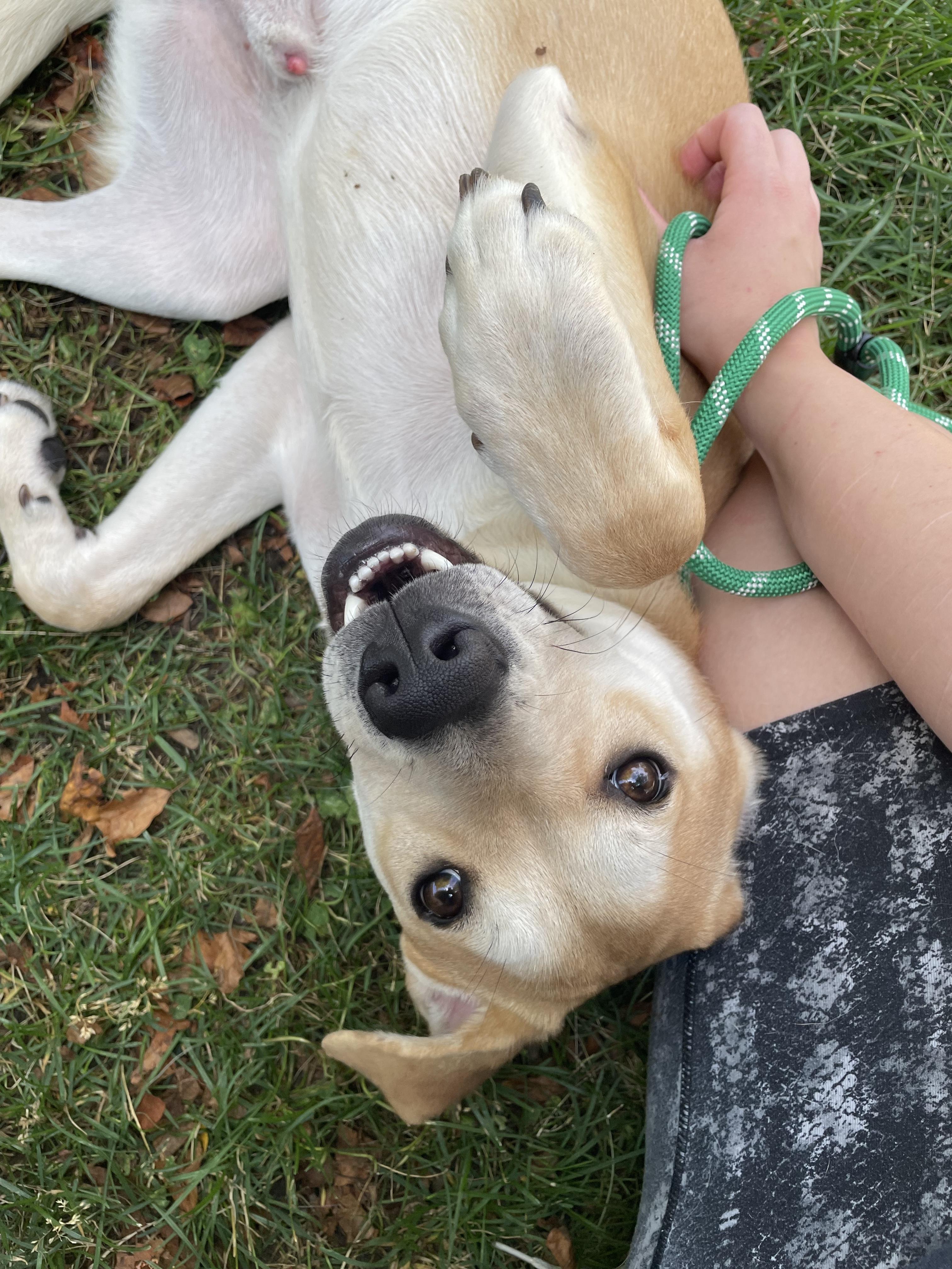 Dog for adoption - Damien, a Labrador Retriever Mix in Mokena, IL ...