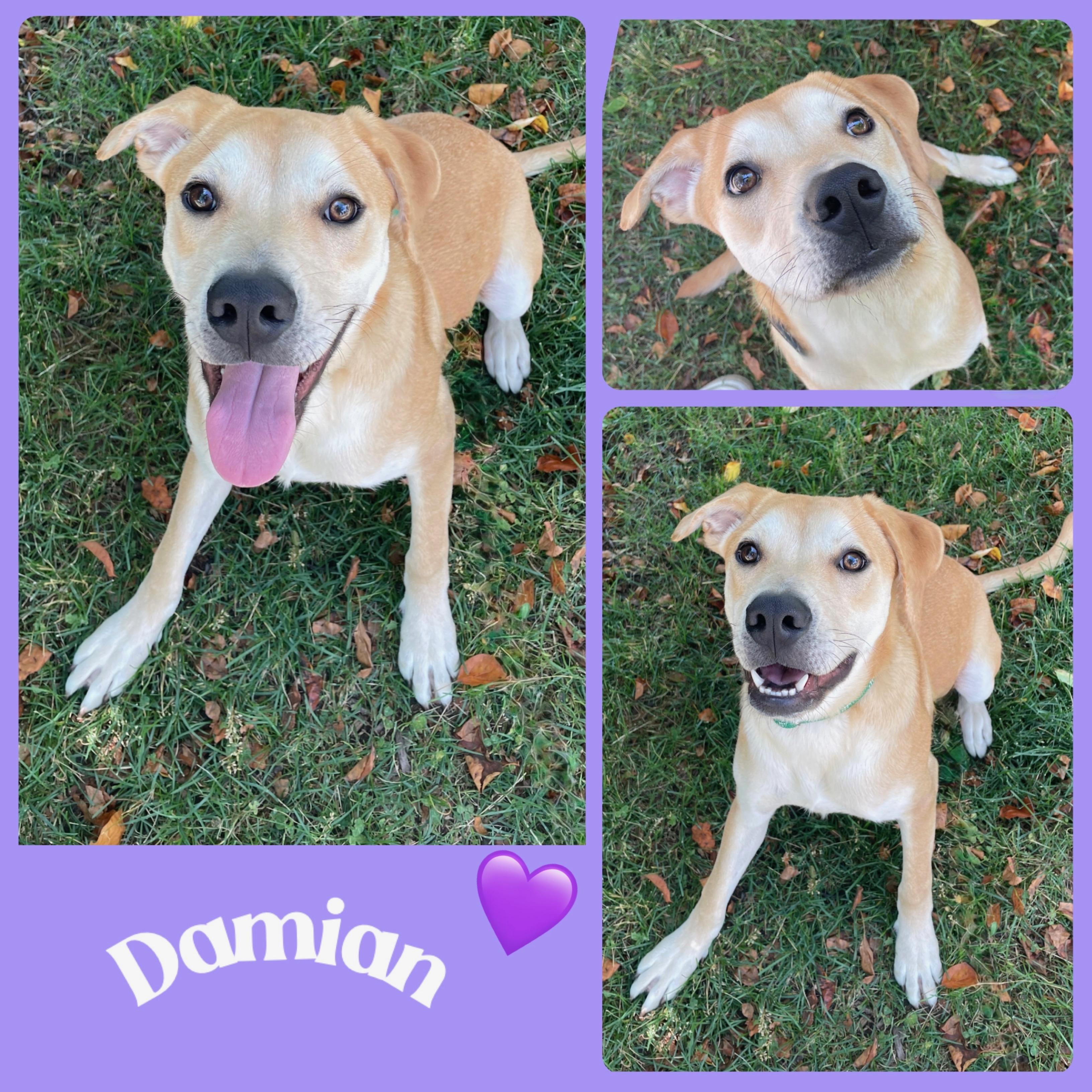 Dog for adoption - Damien, a Labrador Retriever Mix in Mokena, IL ...