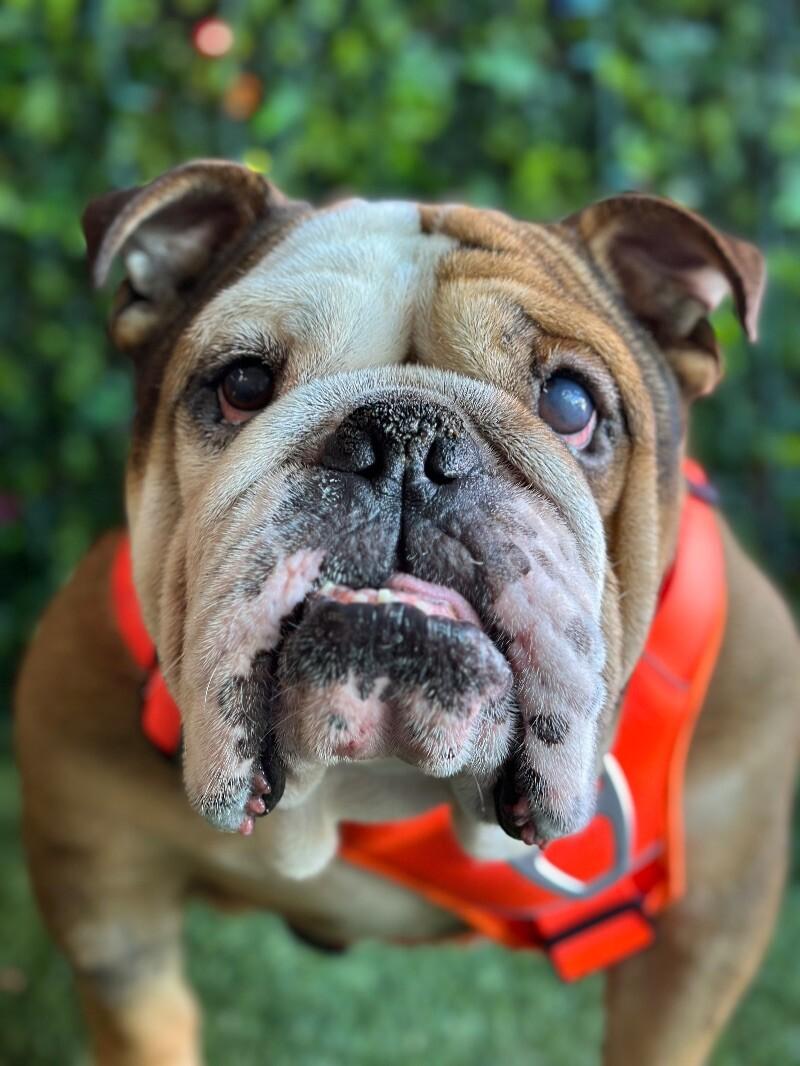 Dog for adoption - Burrito, a Bulldog Mix in Sacramento, CA | Petfinder