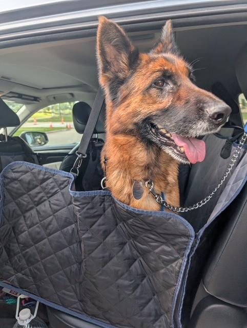 Dog for adoption - Farrah, a German Shepherd Dog in Albert Lea, MN ...