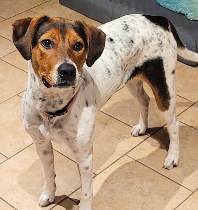 Dog for adoption - SUZY - I'm a Charmer!, a Beagle & English Pointer Mix in Burlington, VT ...