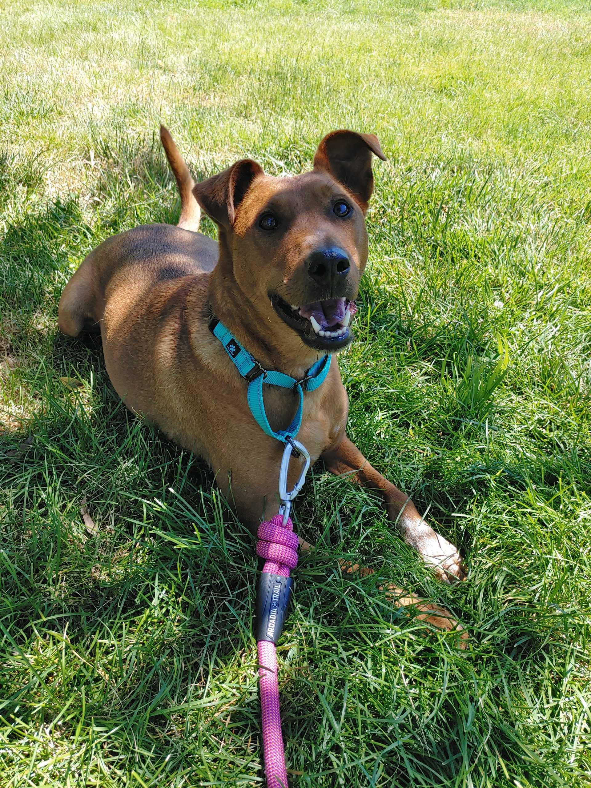 Dog for adoption - Milo, an Irish Terrier Mix in Mission, KS | Petfinder