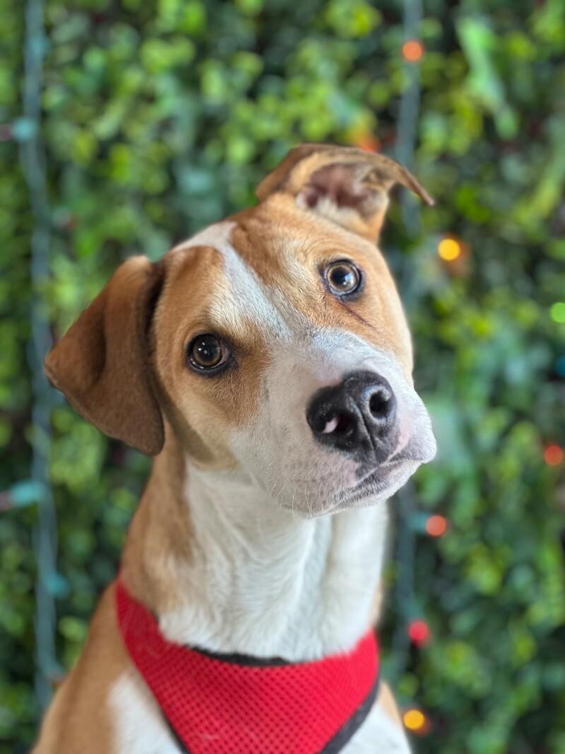 Dog for adoption - Bob, a Foxhound & Labrador Retriever Mix in Las ...