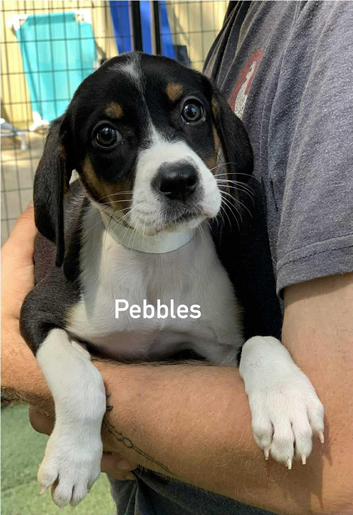 Dakin Humane Society in Springfield, MA