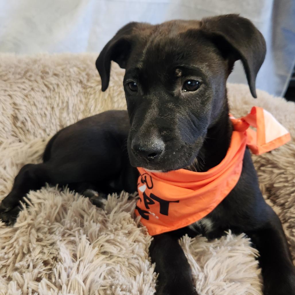 Dog for adoption - Kyle LK, a Boxer & Black Labrador Retriever Mix in ...