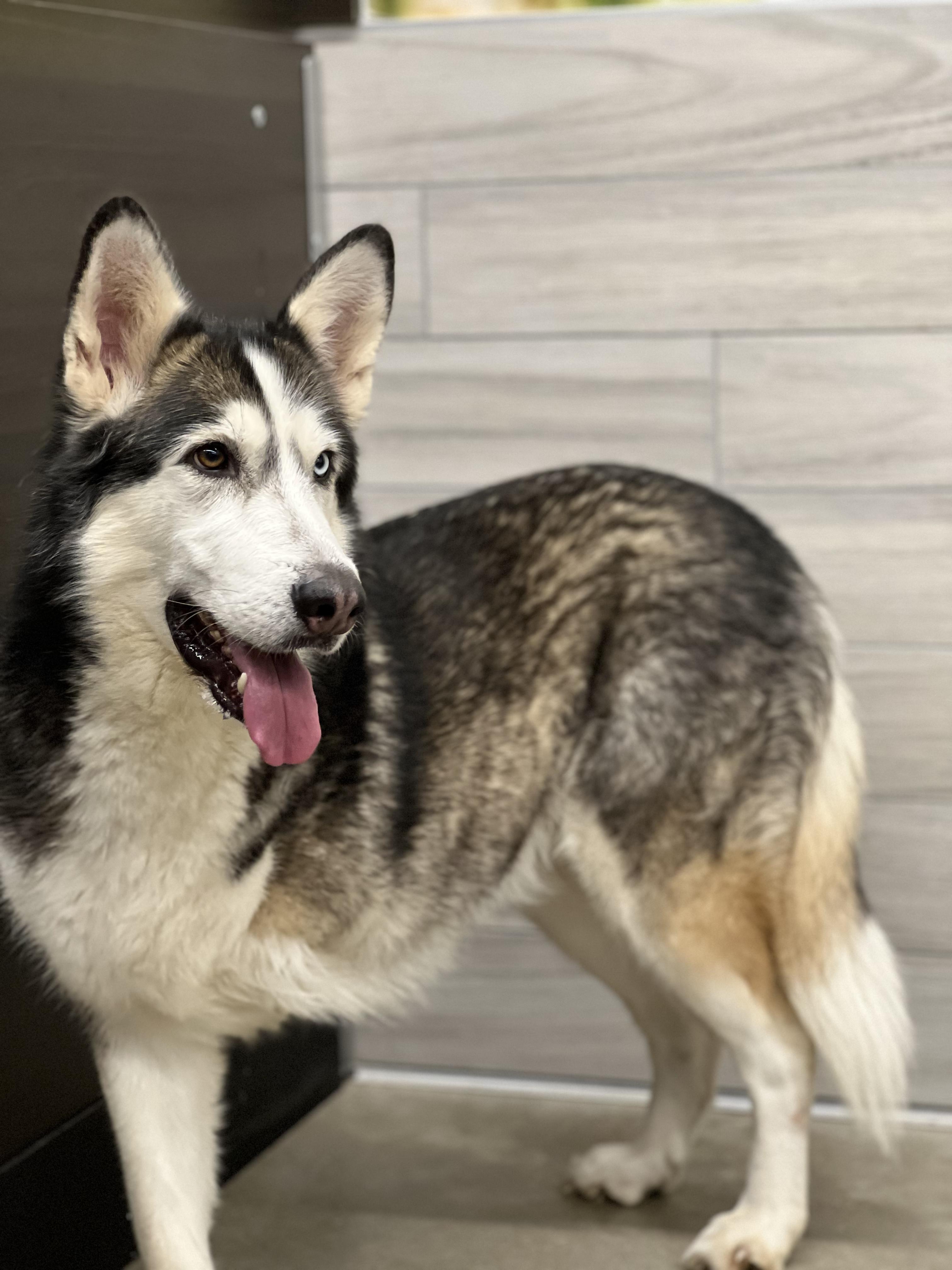 Dog for adoption - Snooki, an Alaskan Malamute in Bryan, TX | Petfinder
