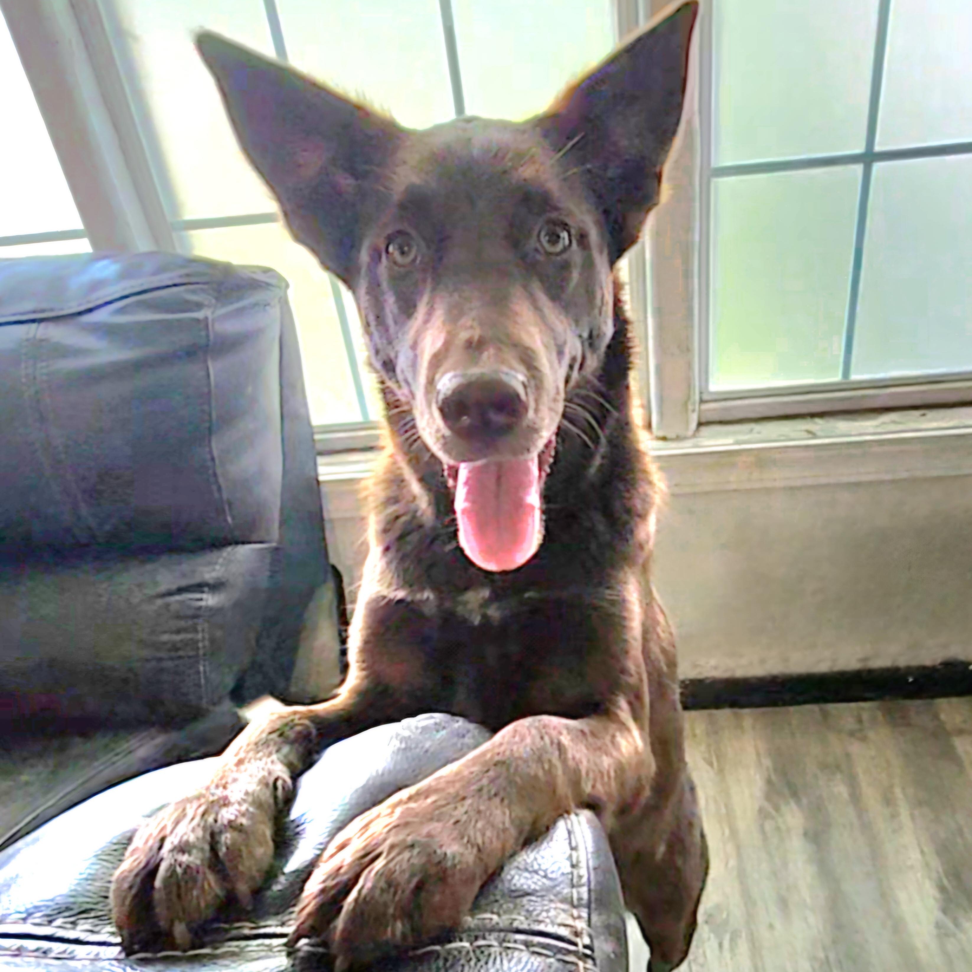 Dog for adoption - Sasha, a Husky & Australian Kelpie Mix in Erie, PA ...