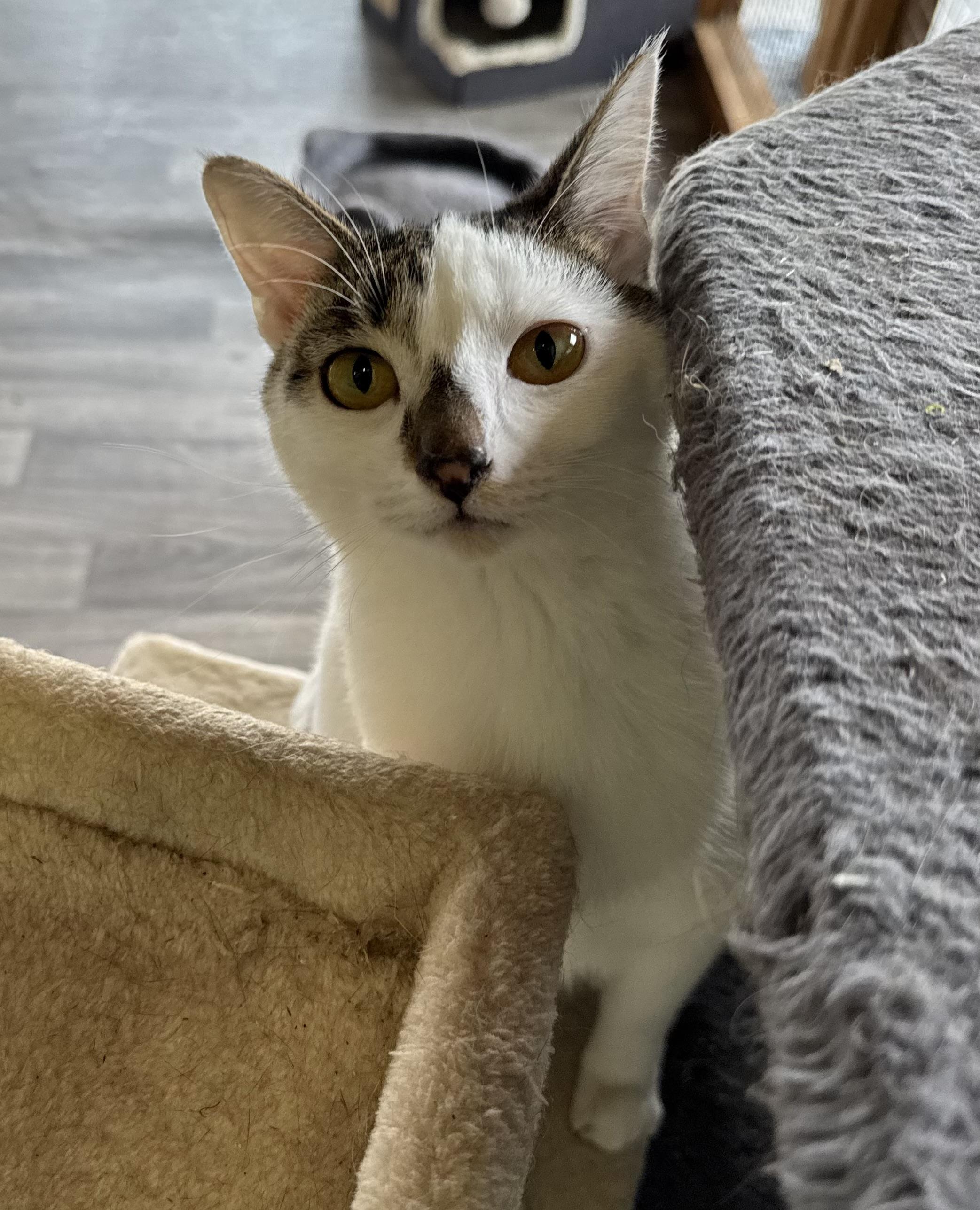 Cat for adoption - Demi (and Half-n-Half), a Tabby & Domestic Short ...