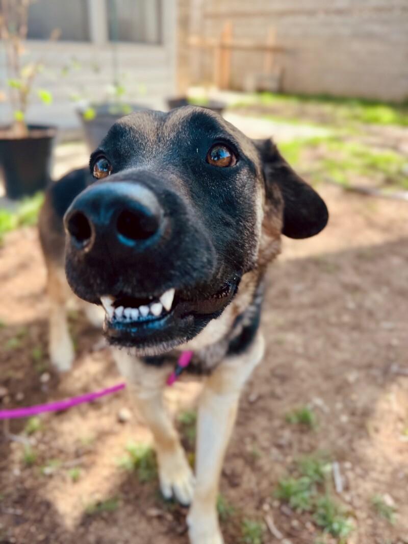 Dog for adoption - Matilda Jane so gentle so sweet, a German Shepherd ...