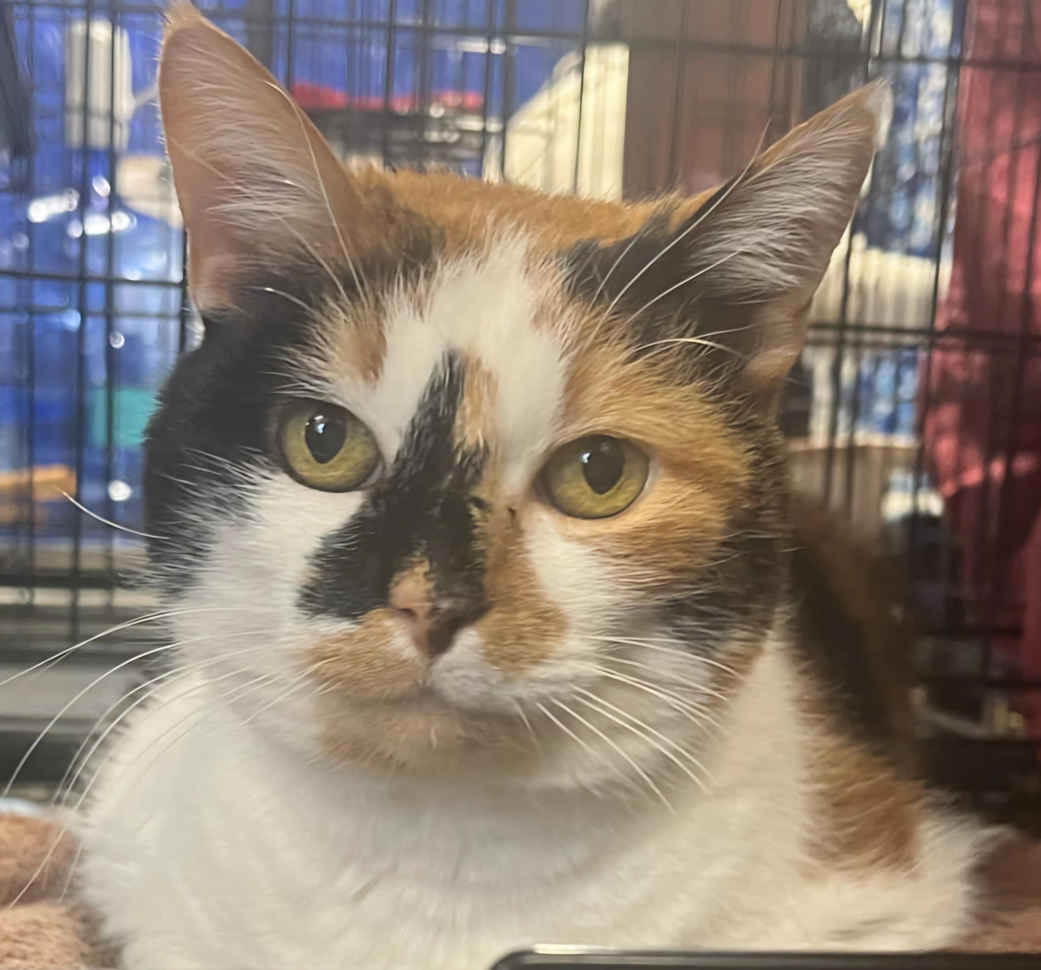 Cat for adoption - Harvest, a Domestic Short Hair in Akron, NY | Petfinder