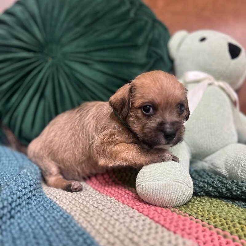 Dog for adoption - Caramel Sweet Confections, a Border Terrier ...