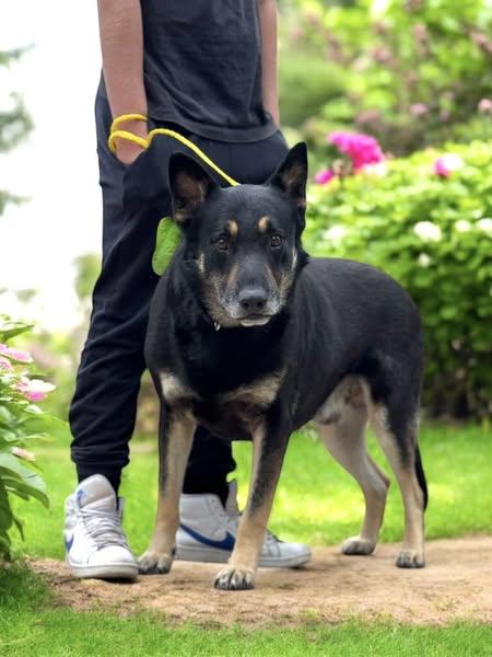 Dog for adoption - Oso, a German Shepherd Dog in Clive, IA | Petfinder
