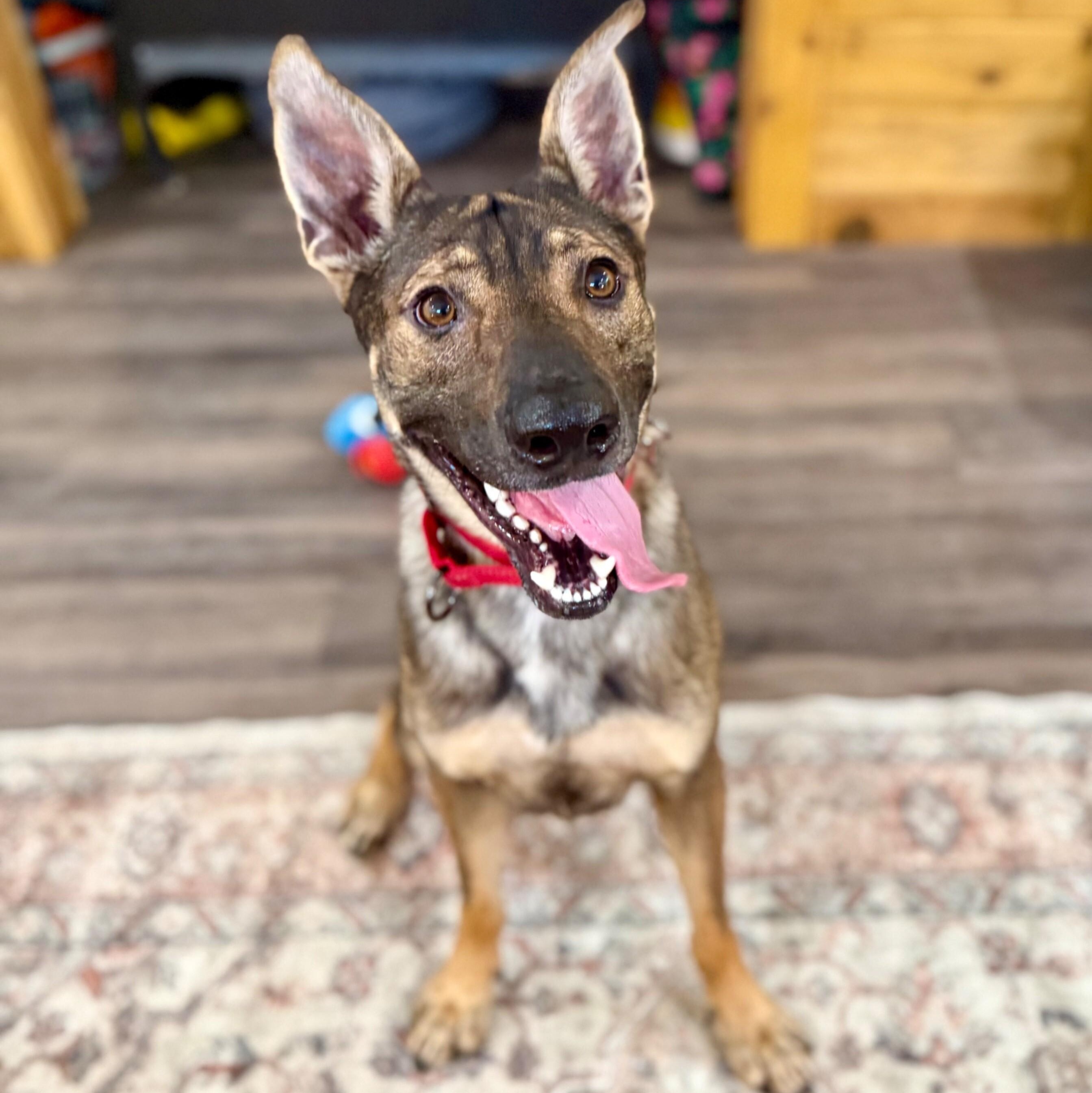 Dog for adoption - Scuba Steve your Personal Poolside Lover Boy, a ...