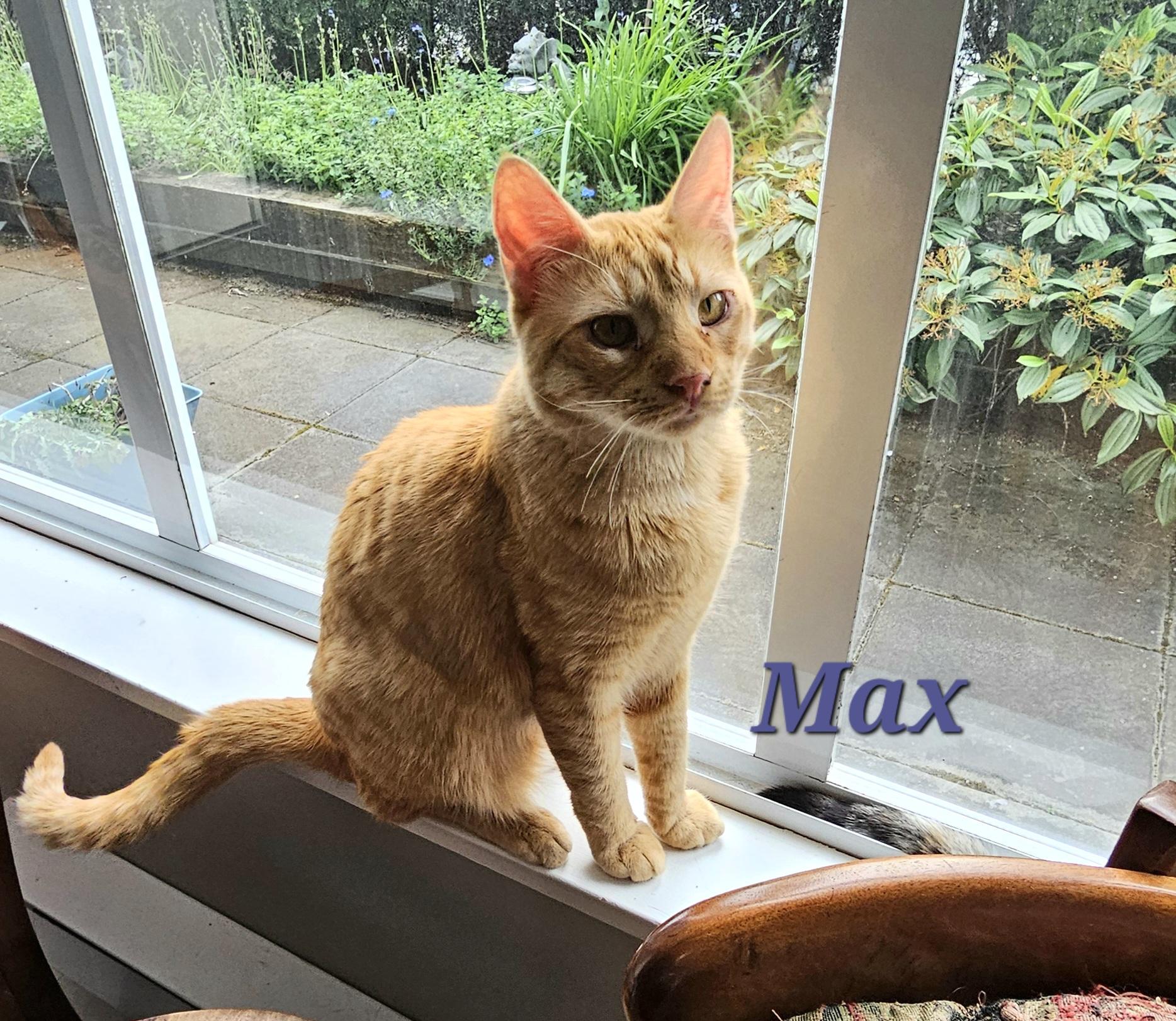 Cat for adoption - Max, a Domestic Short Hair in BURNABY, BC | Petfinder