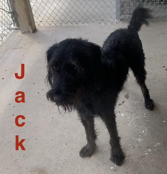 Jack - Adoptable Pet | Petfinder | Petfinder