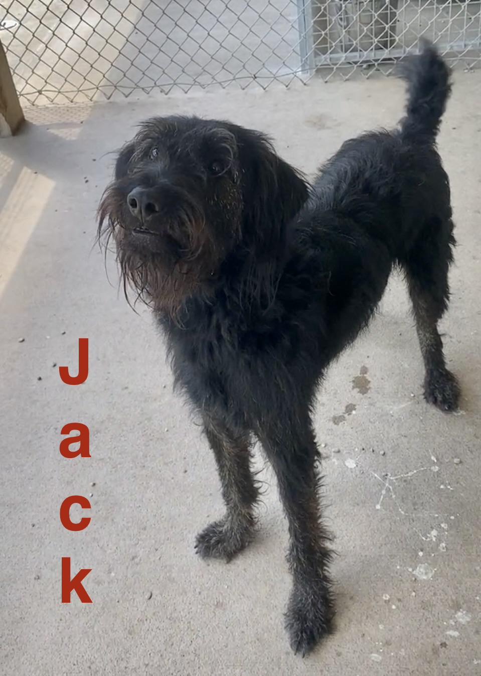 Jack - Adoptable Pet | Petfinder | Petfinder