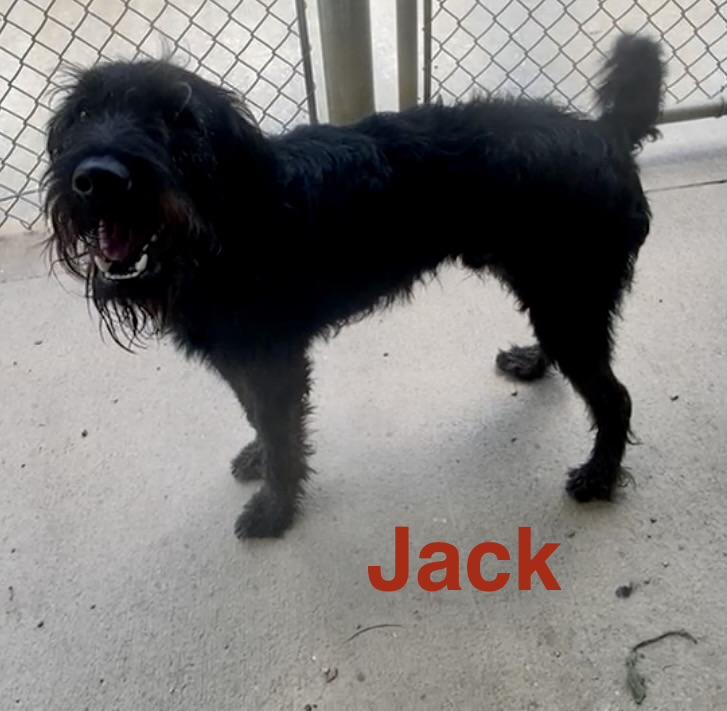 Jack - Adoptable Pet | Petfinder | Petfinder