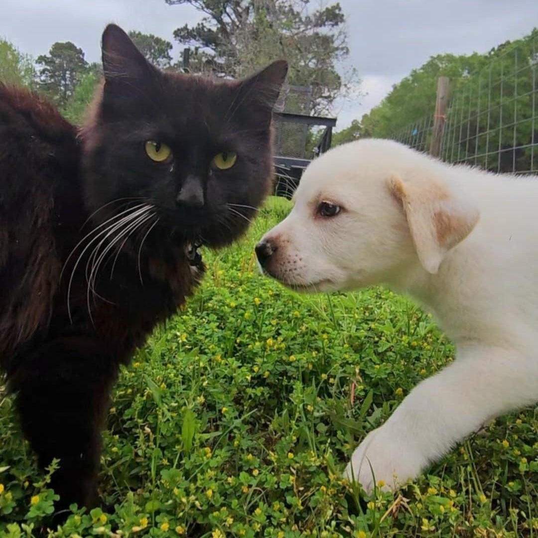 Dog for adoption - Phoenix, a Great Pyrenees & Labradoodle Mix in ...