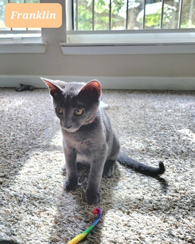 Cat for adoption - Franklyn, a Russian Blue & Domestic Short Hair Mix ...