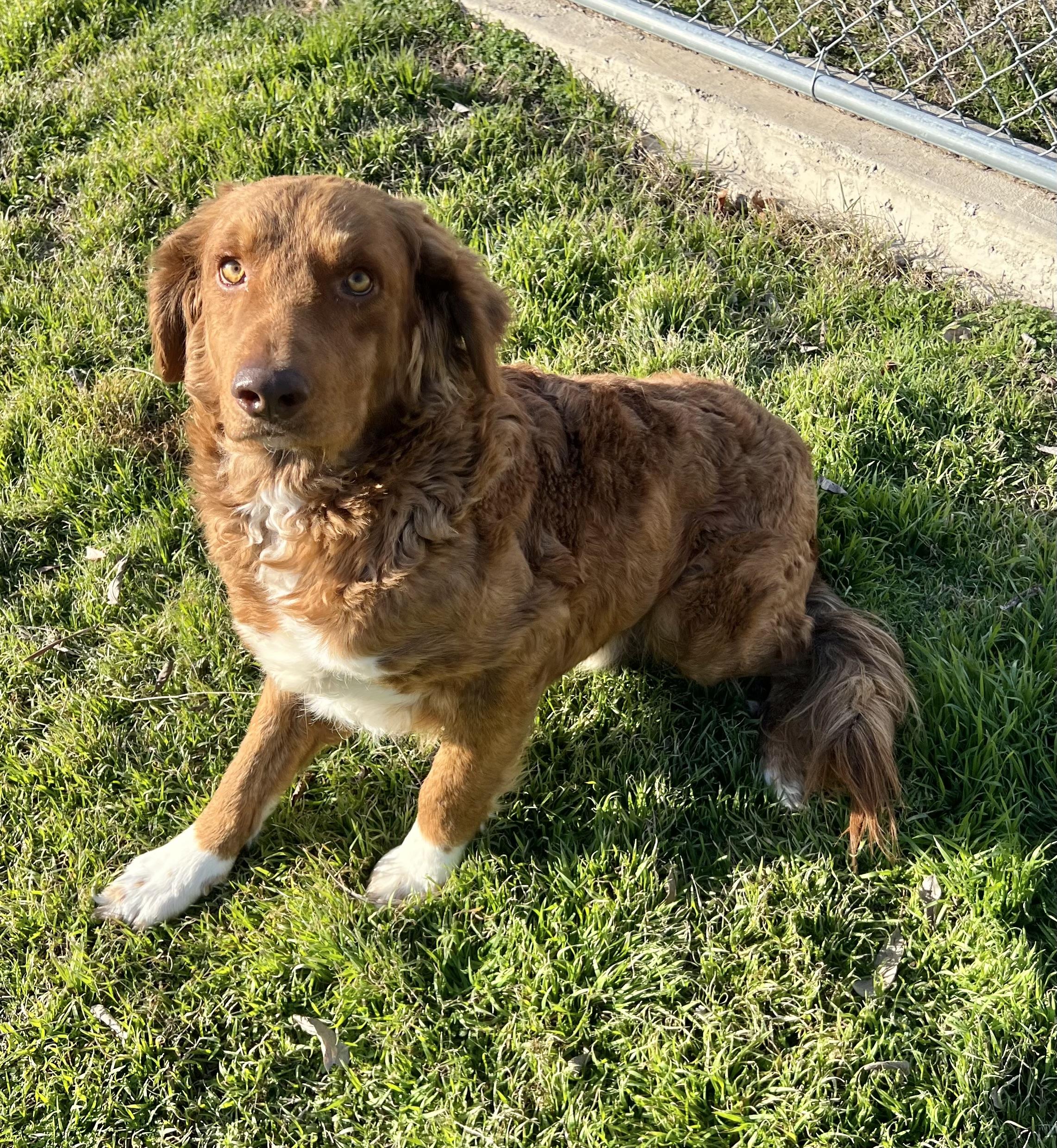 Dog for adoption - Lando, a Nova Scotia Duck Tolling Retriever & Brittany Spaniel Mix in ...