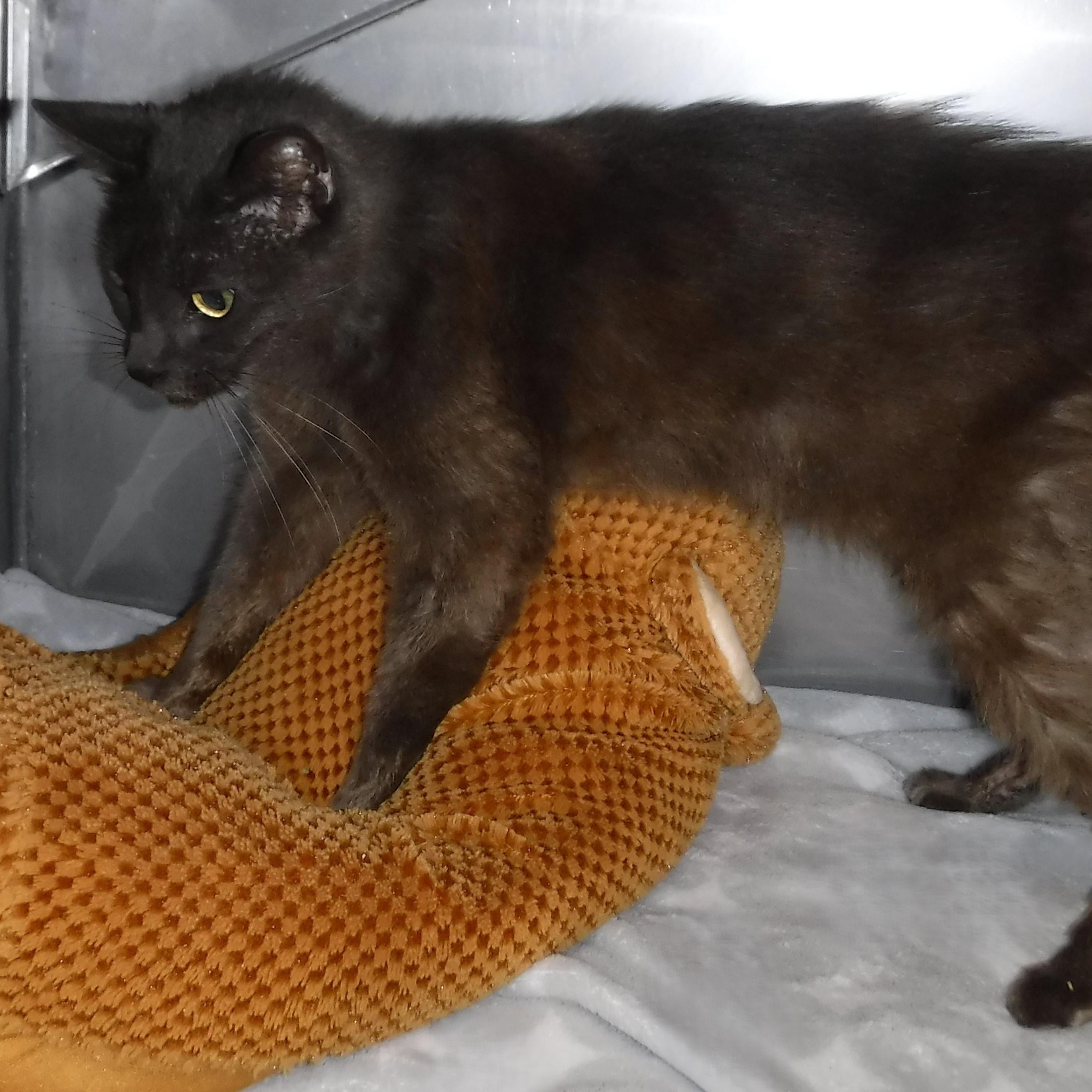 Cat for adoption - Rhoda - Left Injured on the Road, a Russian Blue Mix ...