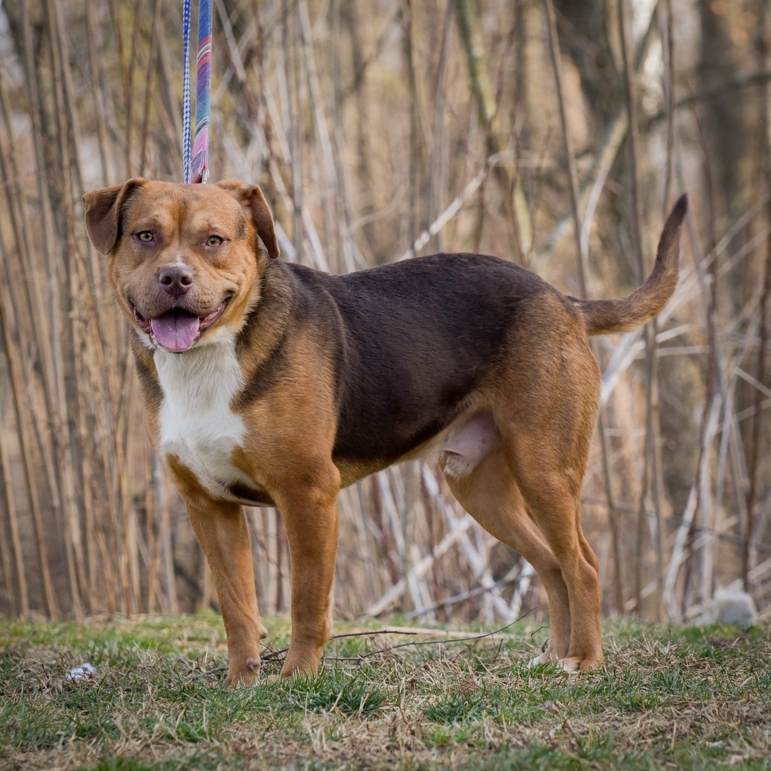 Our Animals — Animal Alliance