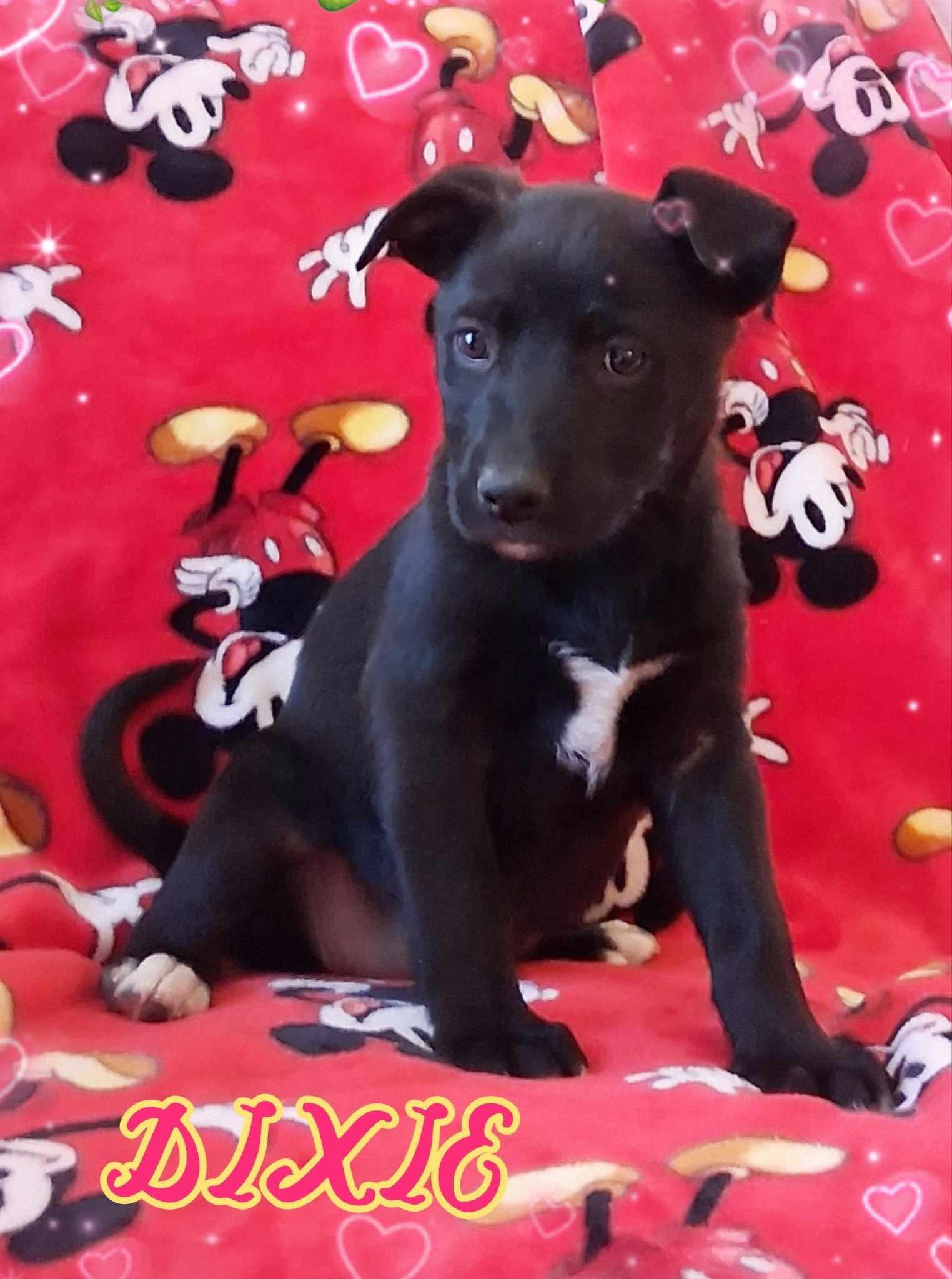 Dog for adoption - Dixie, a Labrador Retriever & German Shepherd Dog ...