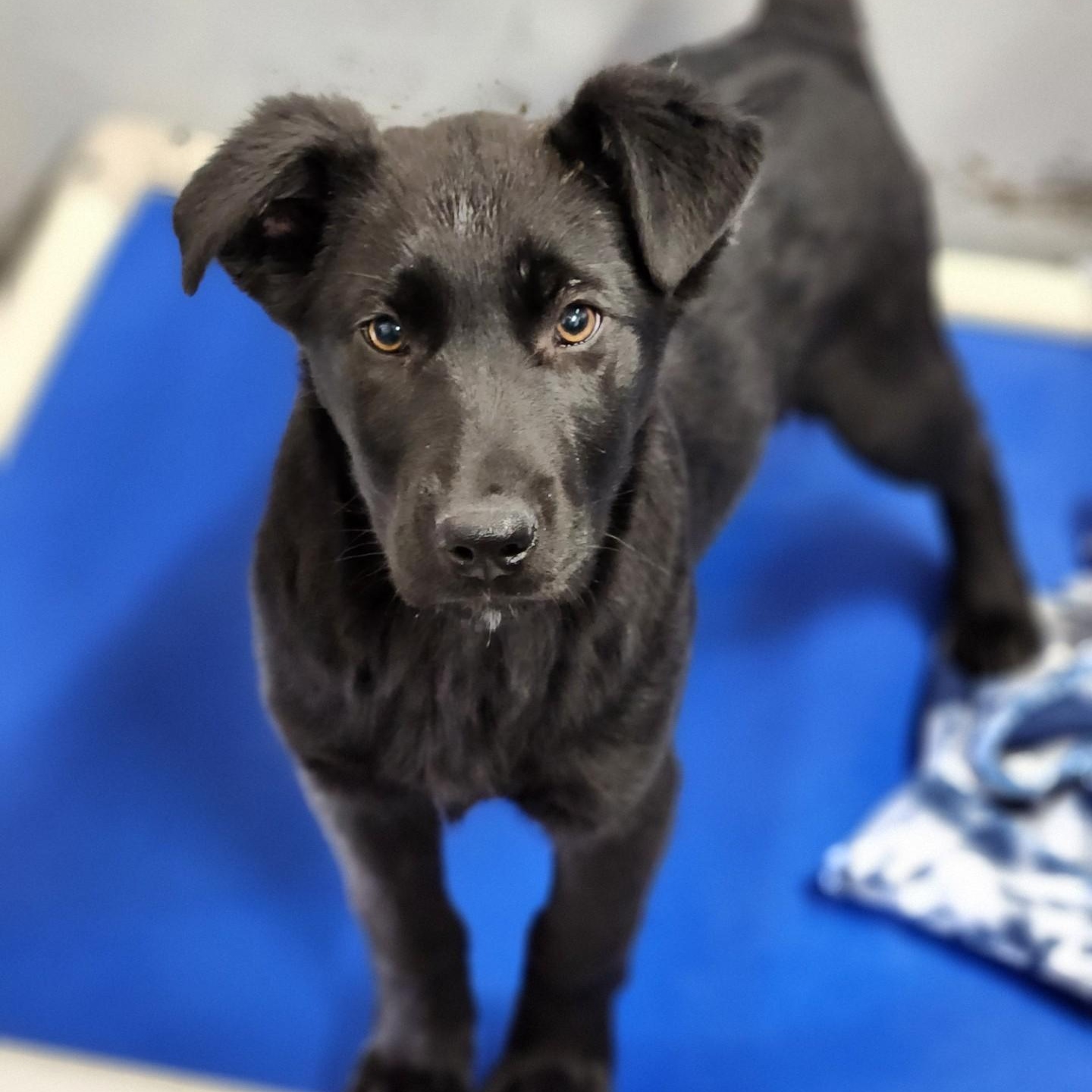 Dog for adoption - Lab Mix Puppies, a Black Labrador Retriever Mix in ...