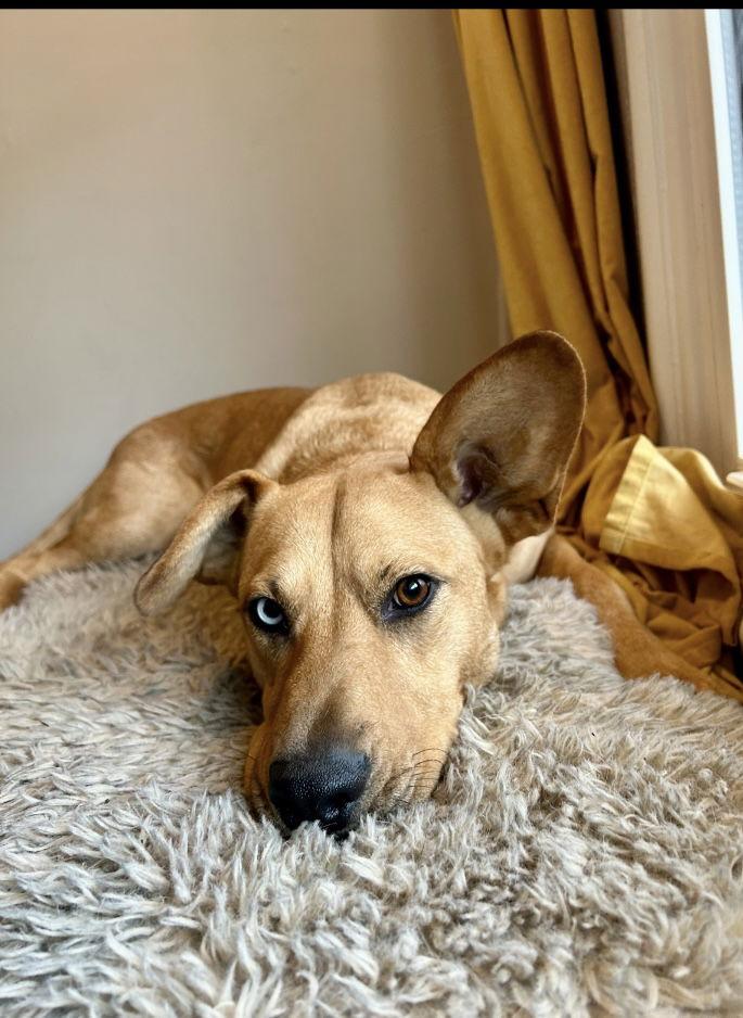 Adopt a Black Mouth Cur for Sale & Adoption | GetBuddy