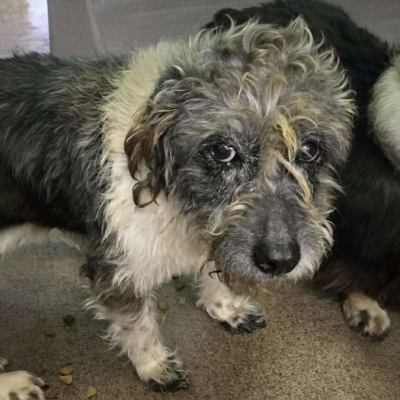 Dog for adoption - Mickey, a Miniature Schnauzer Mix in Pittstown, NJ ...